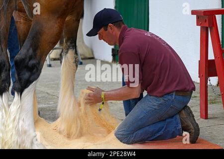 Stableman on knees, dusting feathered leg (white feathering) of heavy ...