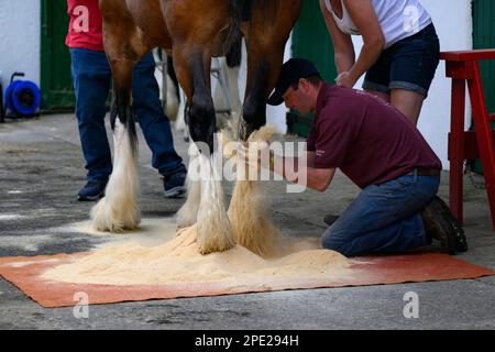 Stableman on knees, dusting feathered leg (white feathering) of heavy ...