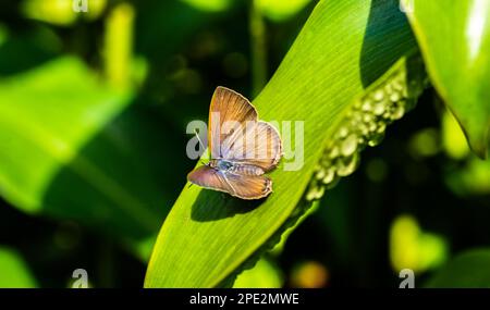 Curetis santana malayica (Malayan Sunbeam Stock Photo - Alamy