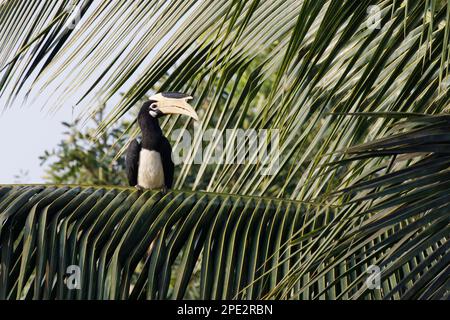 Asian pied hornbill on ground tossing food closeup shot of a beautiful ...