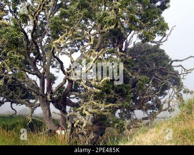 Big Island, Hawaii, Koa Tree, Mana Road, Mauna Kea, Acacia, Fabaceae ...