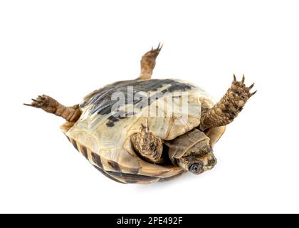 Greek tortoise in front of white background Stock Photo - Alamy