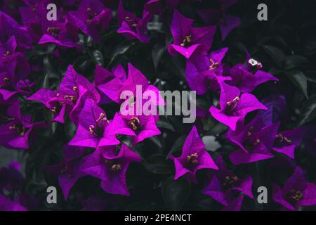Magenta bougainvillea paper flowers. Powerful violet color. Dark green ...