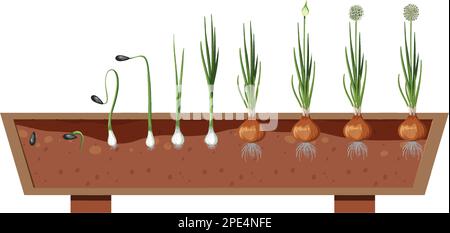 Onion Plant Growth Stages illustration Stock Vector Image & Art - Alamy