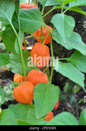 In summer, physalis from the nightshade family grows in the garden ...