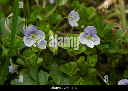 Macro photography of birdeye speedwell, veronica persica, at soft ...