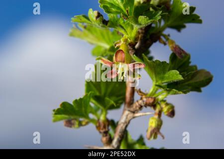 flowers gooseberry blooming on a branch of bush in garden closeup ...