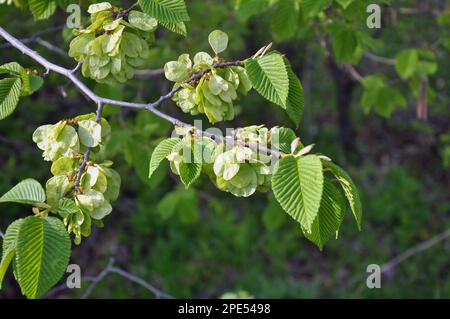 In spring, an elm grows and blooms in nature Stock Photo - Alamy