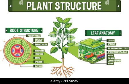 Internal structure of plant diagram illustration Stock Vector Image ...