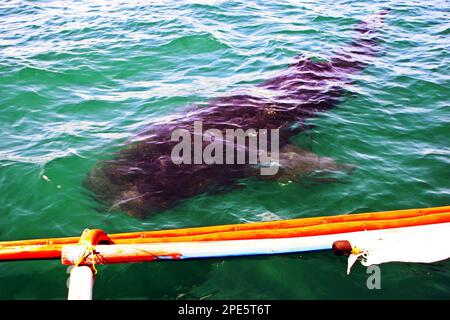 Whale Shark feeds on Plankton, Rhincodon typus, La Paz, Baja California ...