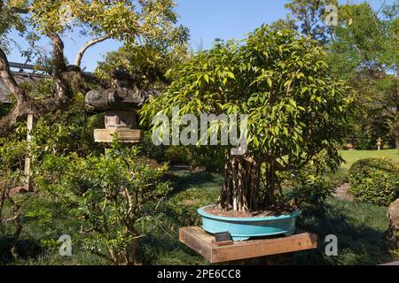 Bonsai nursery at the Morikami Museum and Japanese Garden, Delray Beach ...