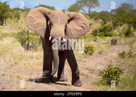 Elephant in the savannah, barren landscape in Tsavo National Park ...
