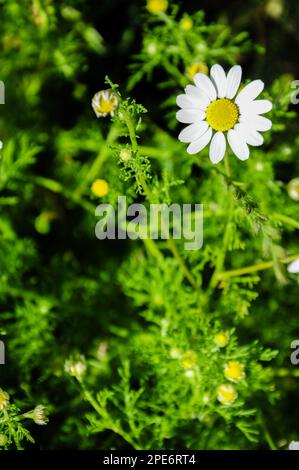 Details of some small daisy flowers in a field Stock Photo - Alamy