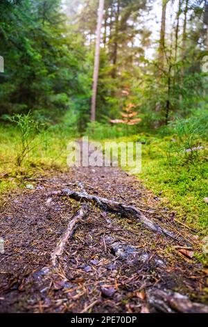 Small tramp path through the Green Forest, Black Forest, Unterhaugstett ...