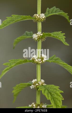 Gypsywort (Lycopus europaeus) flowering, England, August Stock Photo ...