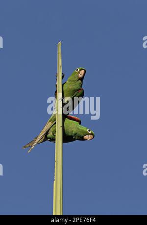 Adult Spanish parakeet (Psittacara chloroptera), sitting on top of a ...