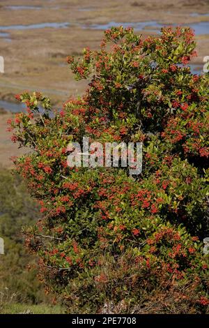Toyon (Heteromeles arbutifolia Stock Photo - Alamy