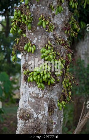 Bilimbi tree (Averrhoa bilimbi) fruit. This plant is also known as the ...