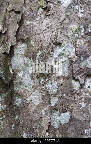 Crabwood (Carapa guianensis) close-up bark Iwokrama Rainforest Reserve ...