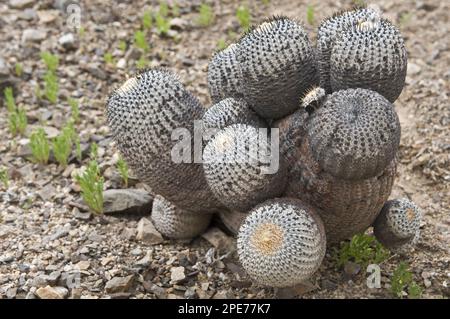 Copiapoa de Philippi (Copiapoa cinerea) growing on a slope in the ...