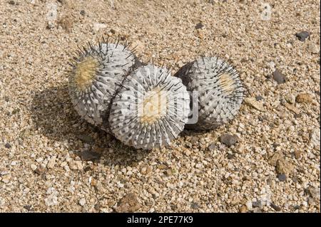 Copiapoa cinerea ssp. columna-alba cactus Parque National Pan de Azucar ...