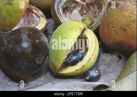 Fruits of wild nutmeg (Swartzia caribaea) on the forest floor, Central ...