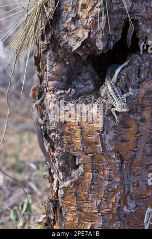 Adult male Galapagos lava lizard (Microlophus albemarlensis), on North ...