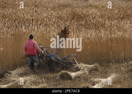 Reed cutting, reed cutters cutting coastal reed, Cley Marshes, Cley ...