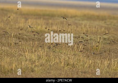 Twite (Acanthis flavirostris) flock, non-breeding plumage, in flight ...