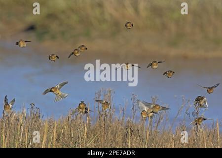 Twite (Acanthis flavirostris) flock, non-breeding plumage, in flight ...
