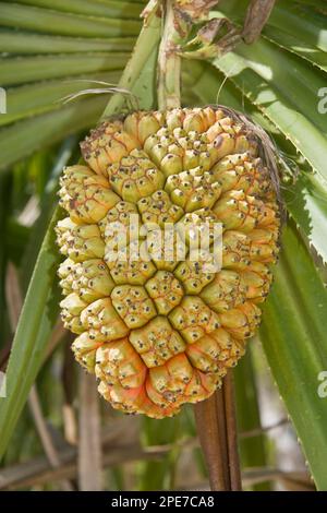 Pandanus (Pandanus odoratissimus), Pandanaceae. Detail Stock Photo - Alamy