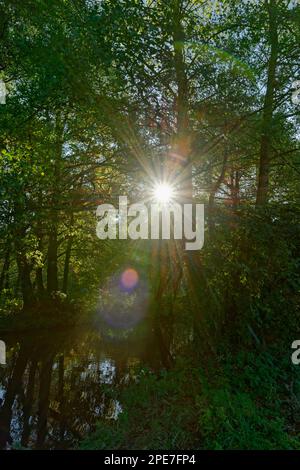 Black alder (Alnus glutinosa), Schwalm-Nette nature Park, Nettetal ...