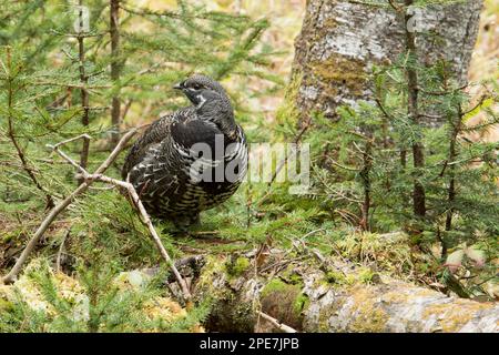 Spruce grouse (Falcipennis canadensis), Gaspestine National Park ...