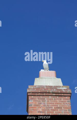 A seagull sits on the roof by the chimney of the Sistine Chapel ahead ...