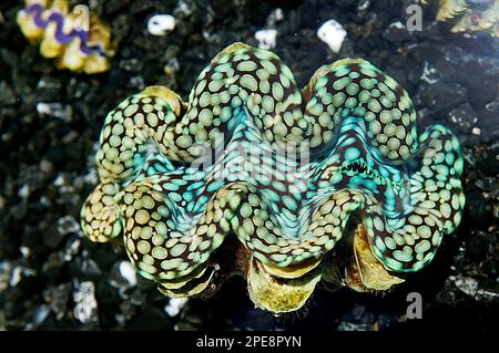 Giant clams at the Waikiki Aquarium in Oahu, Hawaii Stock Photo - Alamy