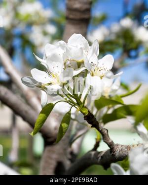 first apple tree flower opening Stock Photo - Alamy