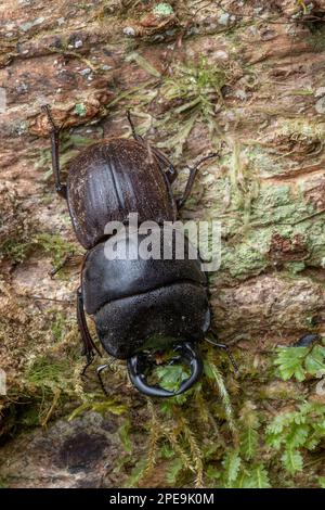 Geodorcus helmsi, New Zealand giant stag beetle or Helms's stag beetle ...