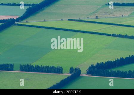 New Zealand farm scene showing shelter belts, hedge rows and sheep and ...
