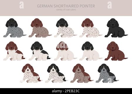 German shorthaired pointer clipart. Different poses, coat colors set ...
