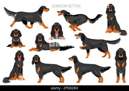 Gordon setter clipart. Different poses, coat colors set. Vector ...