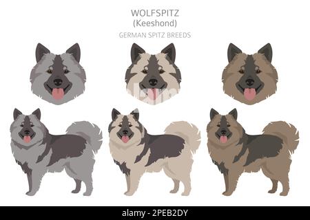 German spitz, Wolfspitz clipart. Different poses, coat colors set. Vector illustration Stock ...