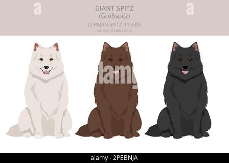 German spitz, Giant spitz clipart. Different poses, coat colors set ...