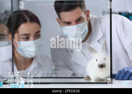 Scientists observing white rabbit in chemical laboratory. Animal ...
