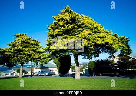 Mature Specimen of Castlewellan Leyland Cypress Tree Stock Photo - Alamy
