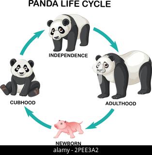 Panda life cycle infographic illustration Stock Vector Image & Art - Alamy