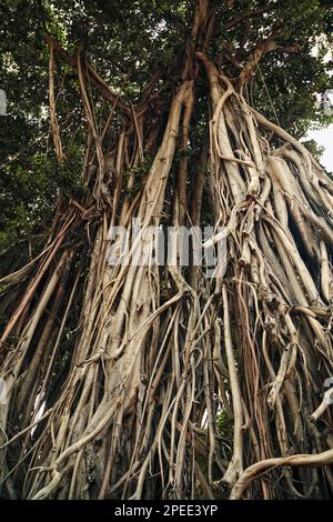 Giant old banyan tree with tangled trunks. Ominous enchanted forest ...