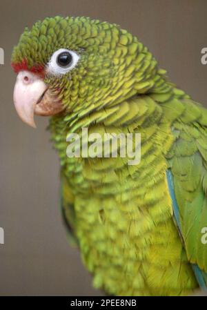 Puerto Rican Parrot (Amazona vittata) WILD Photographed 1994 in ...