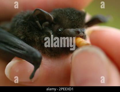 An adult female Gould's Wattle Bat (microchiroptera) eats a meal worm ...