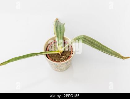 Sansevieria Trifasciata Bantels Sensation snake plant on isolated white ...
