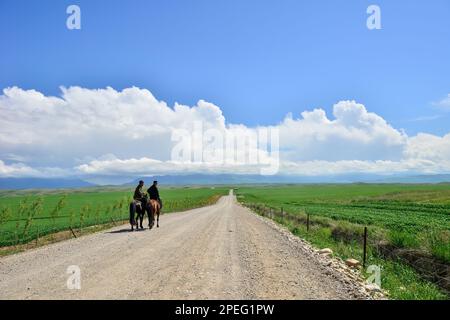 The horses on the Kalajun prairie in Xinjiang are important partners ...